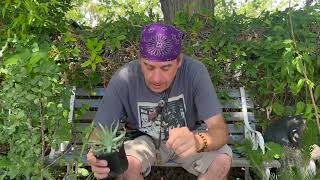 Ornamental Horticulture 101 Plant Genus and Species 