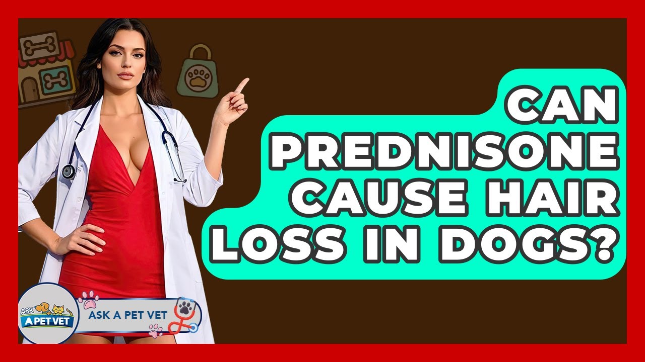 Can Prednisone Cause Hair Loss In Dogs? - Ask A Pet Vet - YouTube