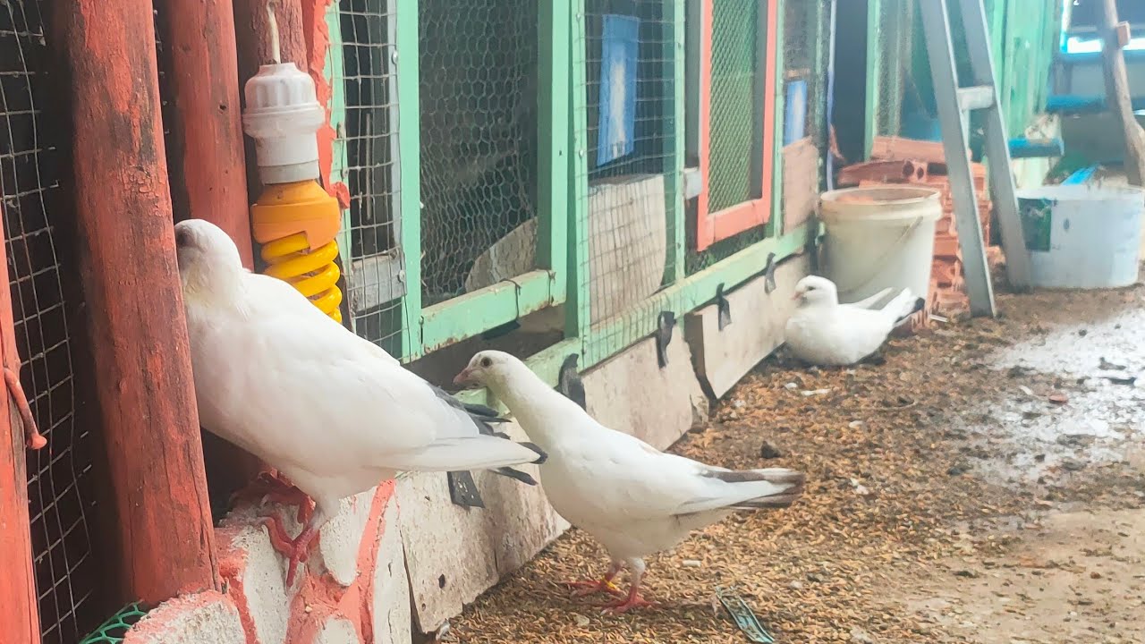 Pigeon Raiser#អ្នកចិញ្ចឹមព្រាបមាន់នៅកំបូល - YouTube