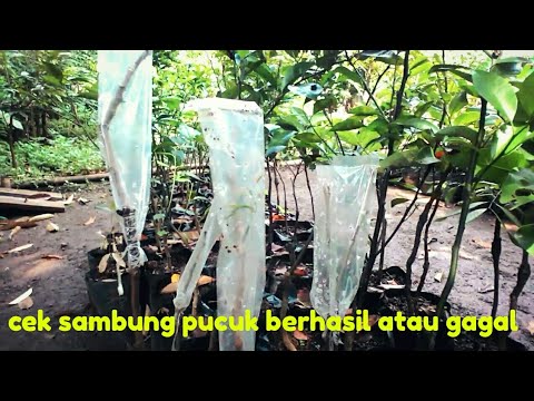 CARA SAMBUNG PUCUK TANAMAN KELENGKENG (melihat keberhasilan sambung ...