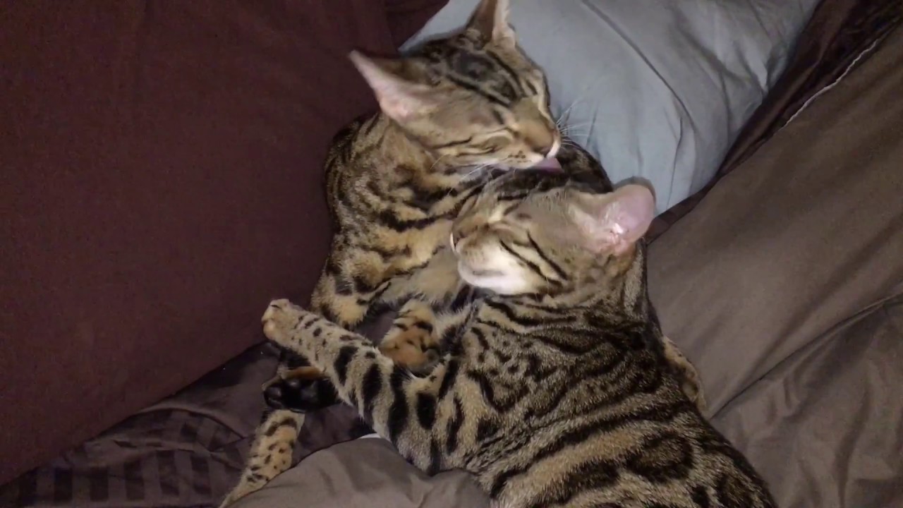 Bengal Cat Siblings Have A Cute Cuddly Moment - YouTube