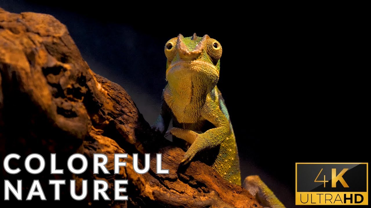Colorful nature, animals, ocean sounds in 4K - YouTube