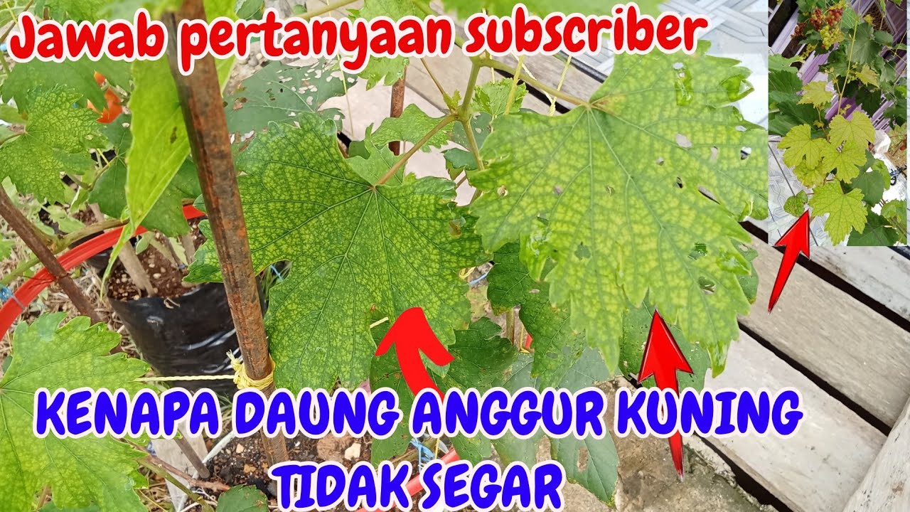 Kenapa daun anggur kuning Tidak hijau segar - YouTube