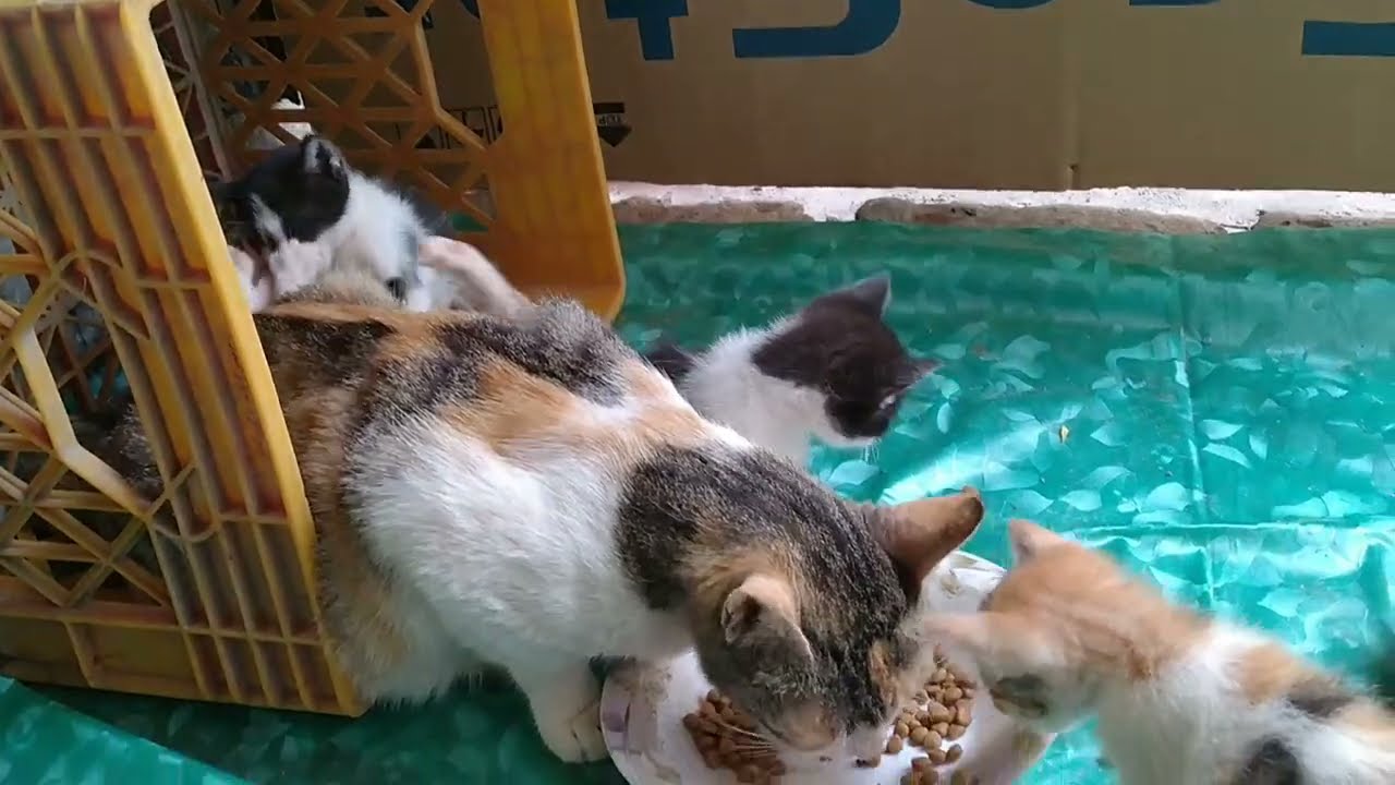 Rescued Stray Cat Family Moved To Their New Home And Kittens Are Super ...