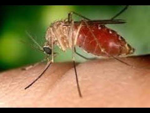 What is Skeeter Syndrome? And How It Affects A Person? Summer Info On ...