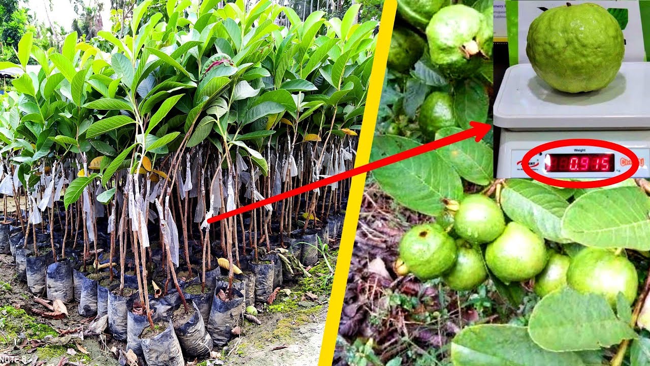 VNR Guava farming/vnr guava plant price/vnr bihi guava plantation/vnr ...