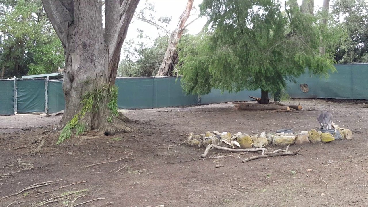 Kangaroo, Emu, & Walaroo exhibit at San Francisco zoo 2019 - YouTube
