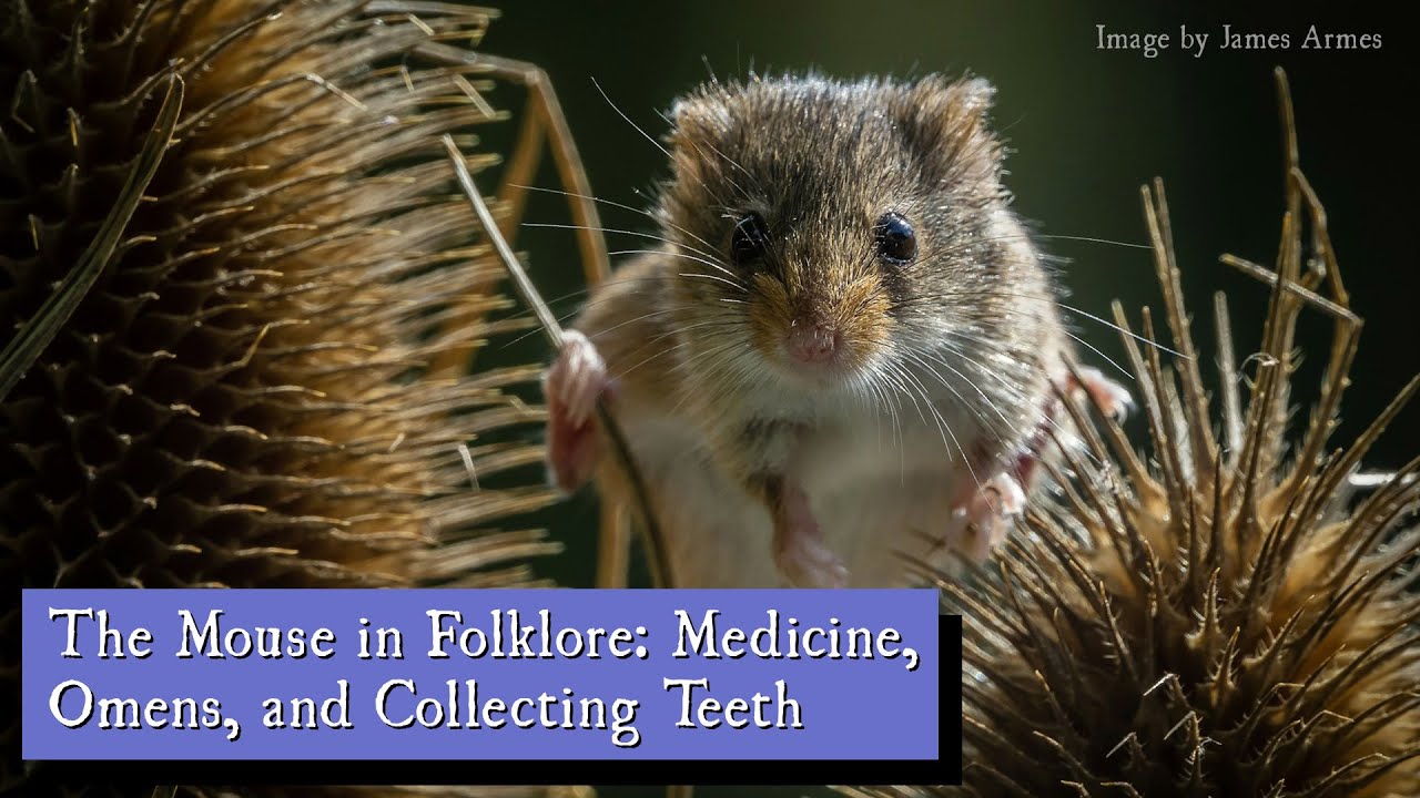 The Mouse in Folklore: Medicine, Omens, and Collecting Teeth - YouTube