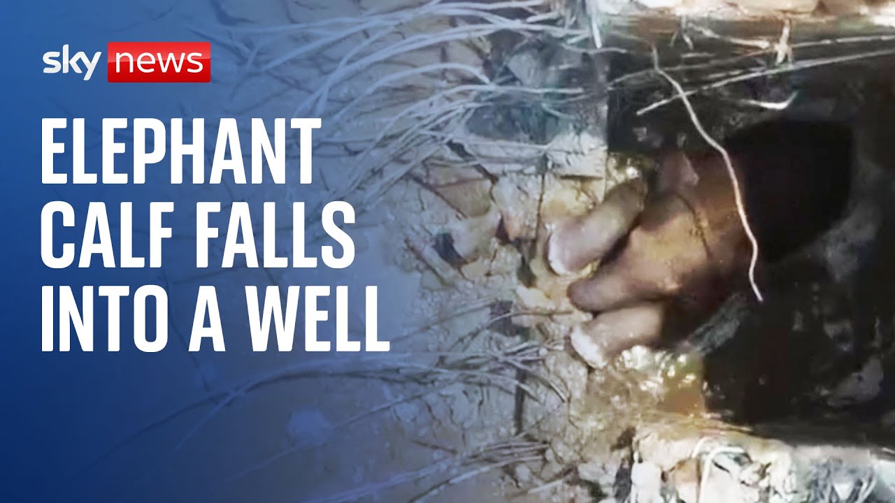Baby elephant falls into a well in Thailand - YouTube