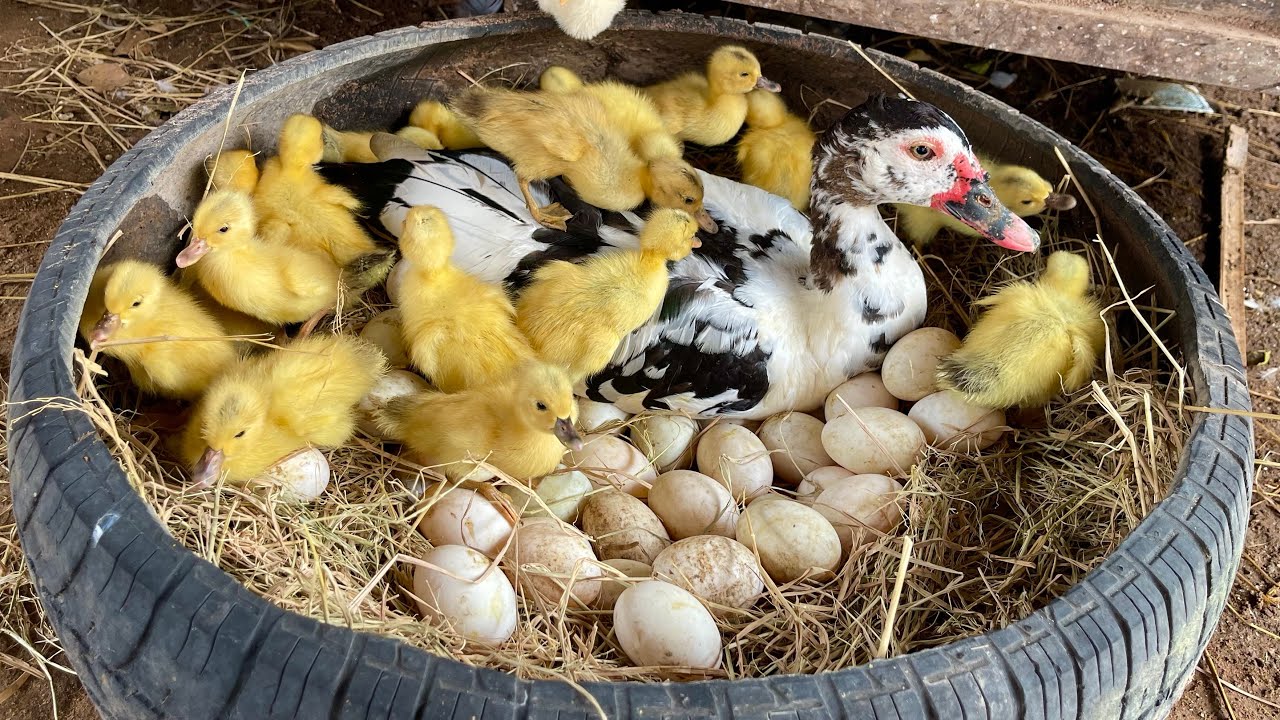 Best Videos Lovely Duckling Hatching FromEggs - Cute Cute Baby Duck New ...