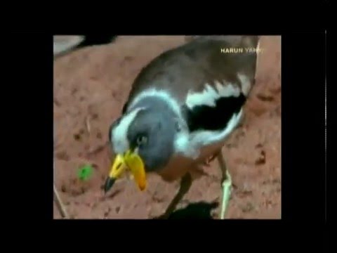 KONUŞAN KUŞLAR MUCİZESİ - ALLAH'IN SONSUZ KUDRETİNİN DELİLLERİNİ DÜŞÜNMEK