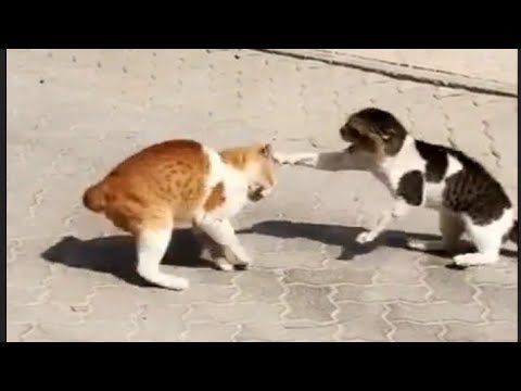 Epic cats fights compilation part.4 - YouTube