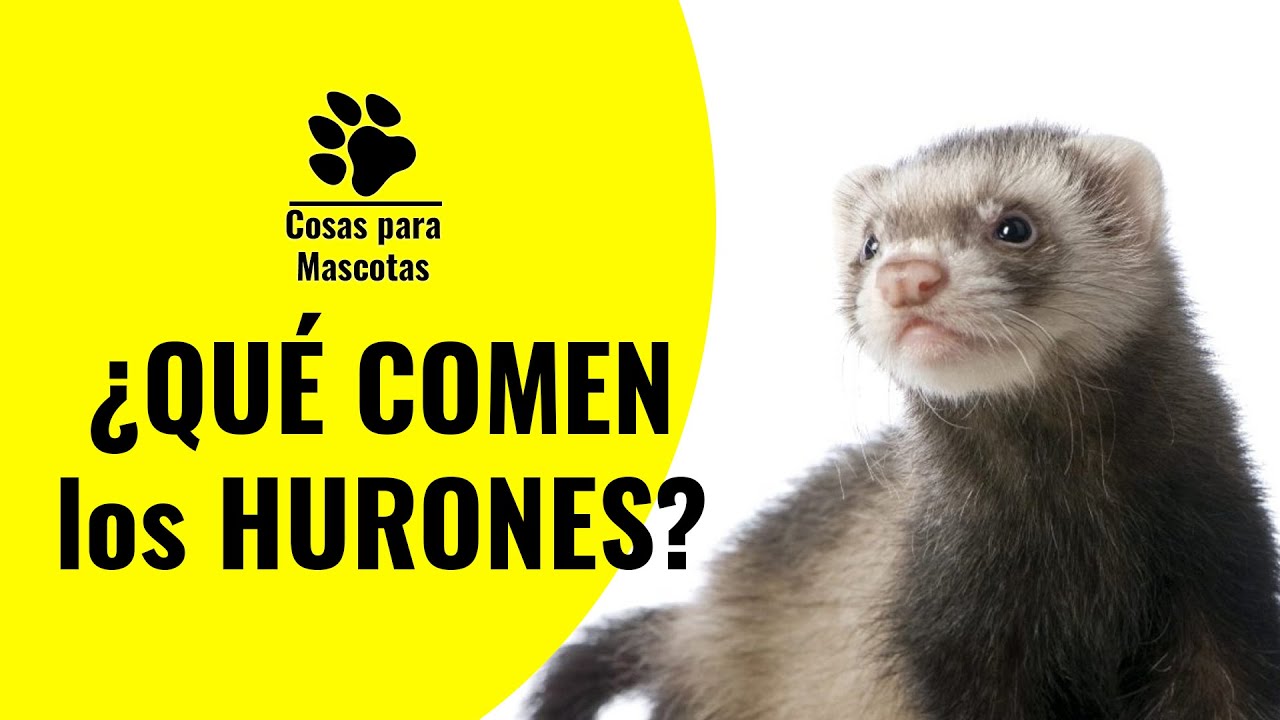 👉👉 Qué comen los HURONES??? | ALIMENTACIÓN hurones domésticos - YouTube
