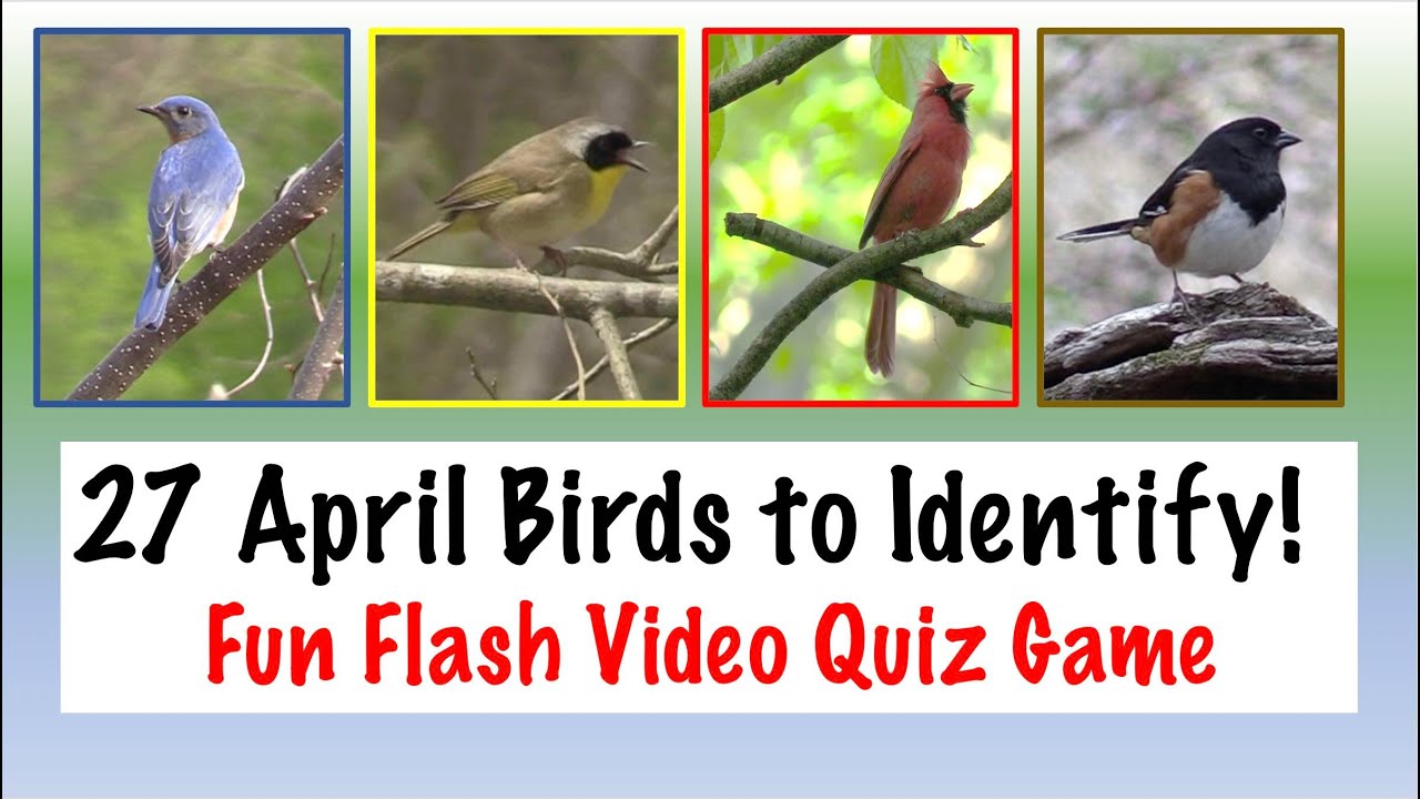 27 Fantastic April Birds, Fun Flash Video Quiz Game: April Edition ...
