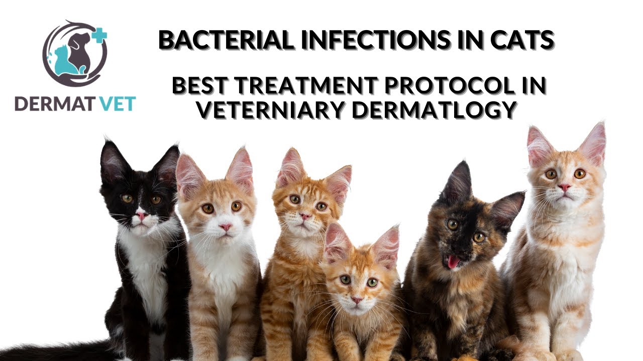 BACTERIAL SKIN INFECTIONS IN CATS - TREATMENT PROTOCOL IN # ...