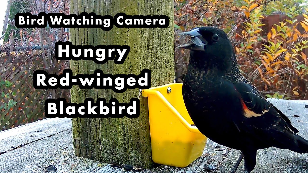Bird Watching Camera - A Hungry Red-winged Blackbird - YouTube