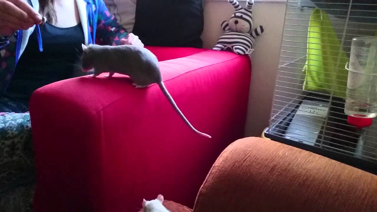 Misty the Rat - YouTube