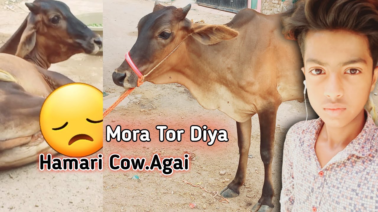 Alhumdullih Hamari Cow Agai|Mora tor Diya|Qurban ho gai|Farooqui Pets ...