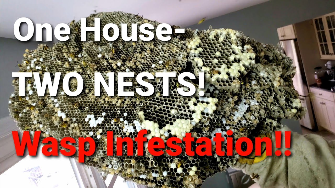 2 MASSIVE Yellow Jackets Nests in the SAME ceiling! | Wasp Nest Removals | INFESTATION - YouTube