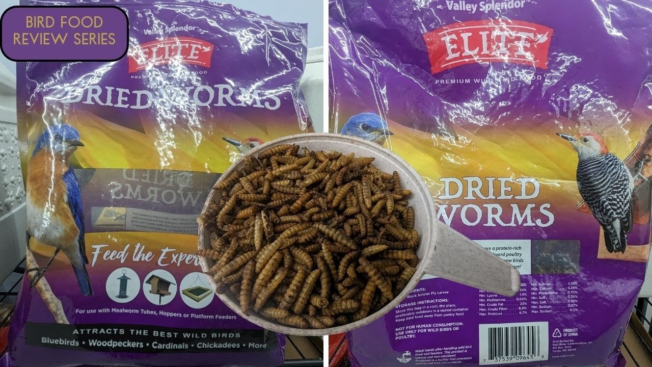 Bird Food Review: Elite Dried Worms 🪱 - YouTube