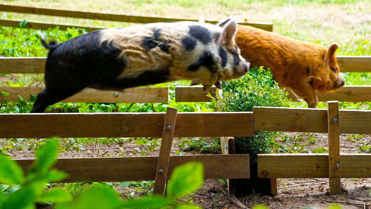 Pig Racing Championships Heat Up! - YouTube