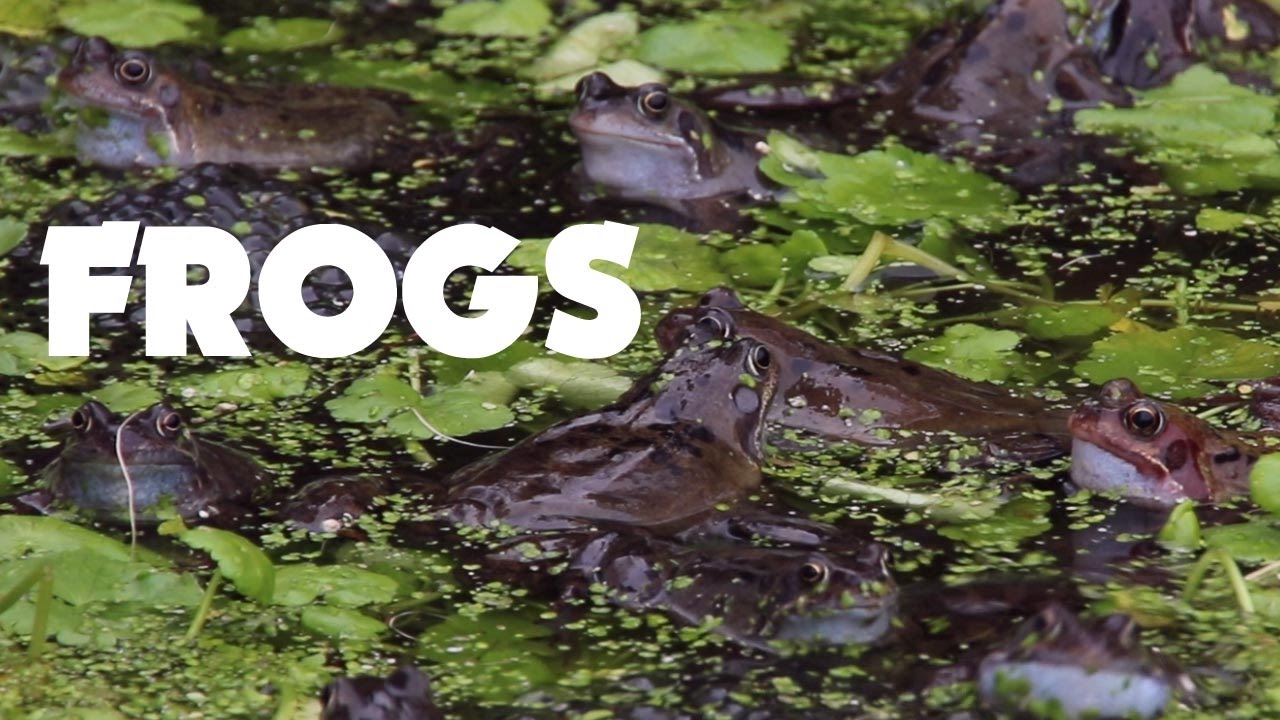 Frogs and frog sounds in North Wales - Spring breading time - YouTube