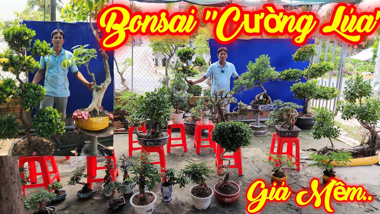 MR CƯỜNG LÚA | #0399383285 | MỚI GIÁ MỀM SI HỒNG, BẰNG LĂNG, TRANG VÀNG, SAM HƯƠNG, ME, KHẾ ...