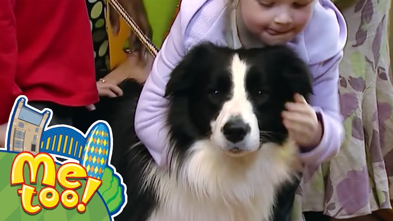 Me Too! - Sampson the Dog's Best Episodes | Full Episodes | TV Show for ...