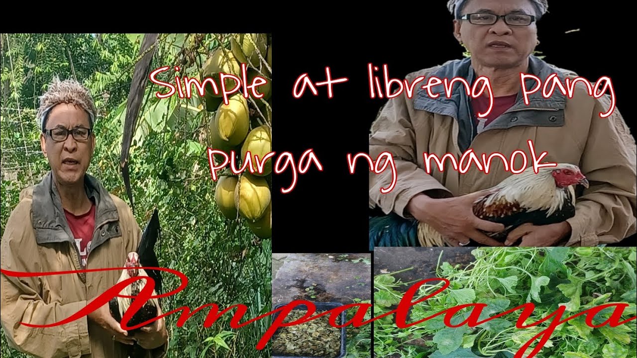 Paano ang simple at libreng pampurga ng mga alagang manok gamit ang ...