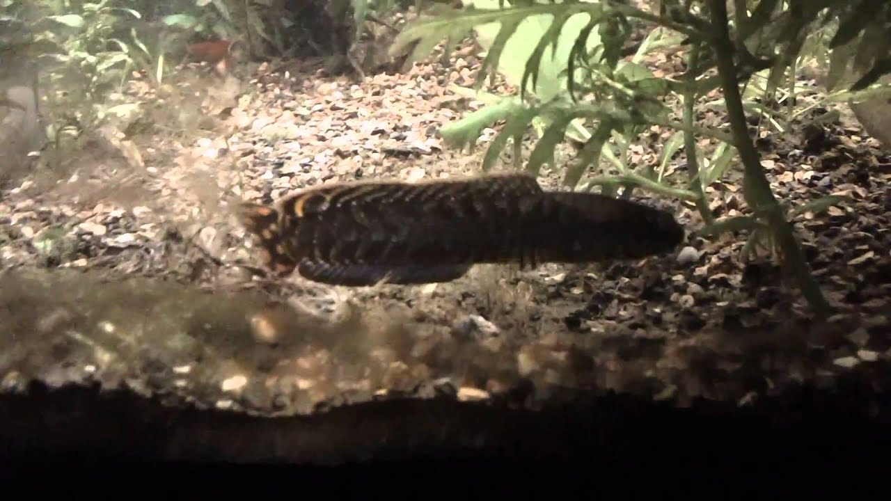 baby rainbow snakehead fish - YouTube