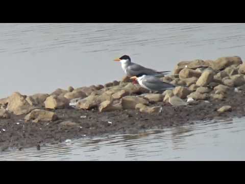 River tern (Sterna aurantia) Male and female with small pratincole, नदी सुरय, भारतीय पक्षी