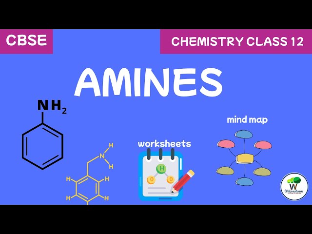 Amines Class 12 Ppt Cbse