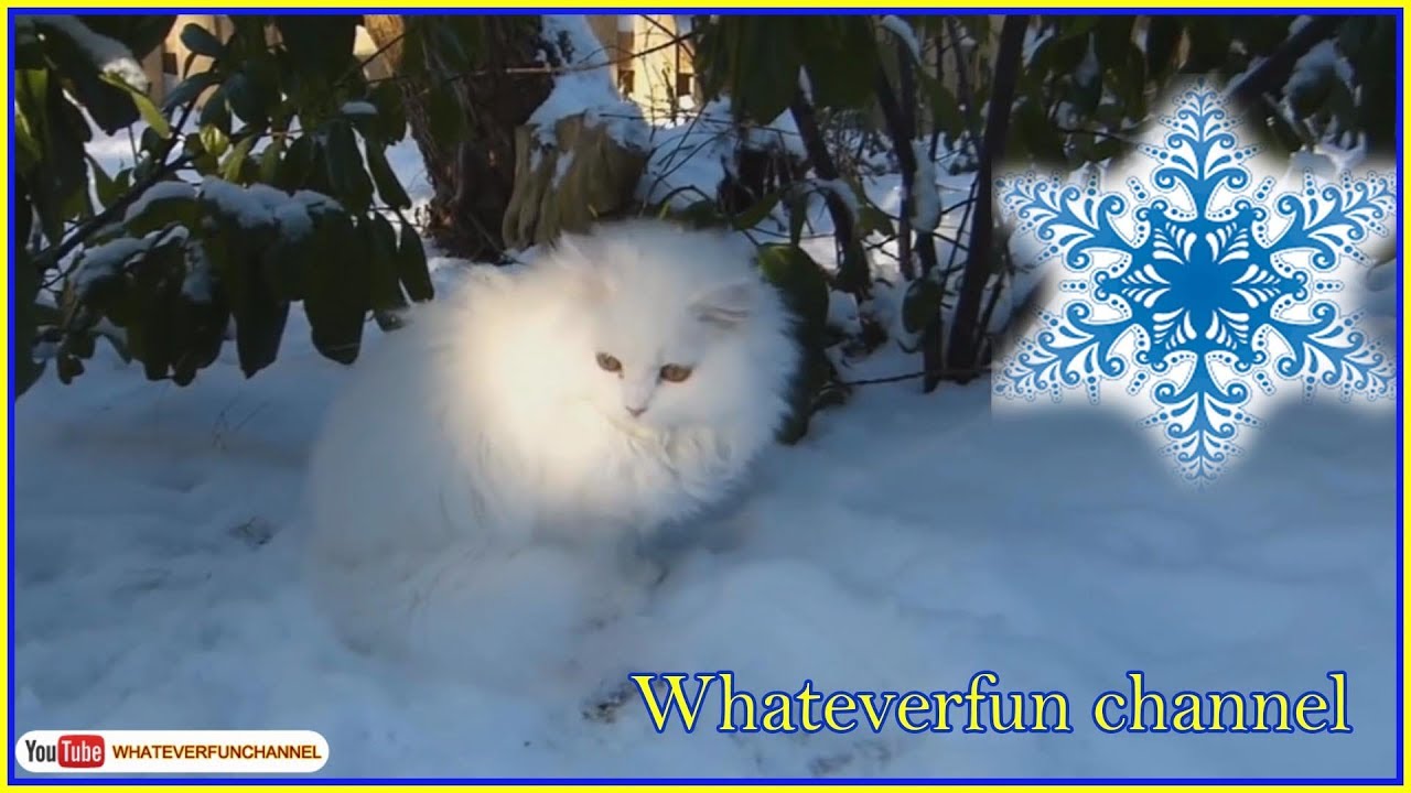 Funny Cats and Kittens Playing in the Snow - YouTube