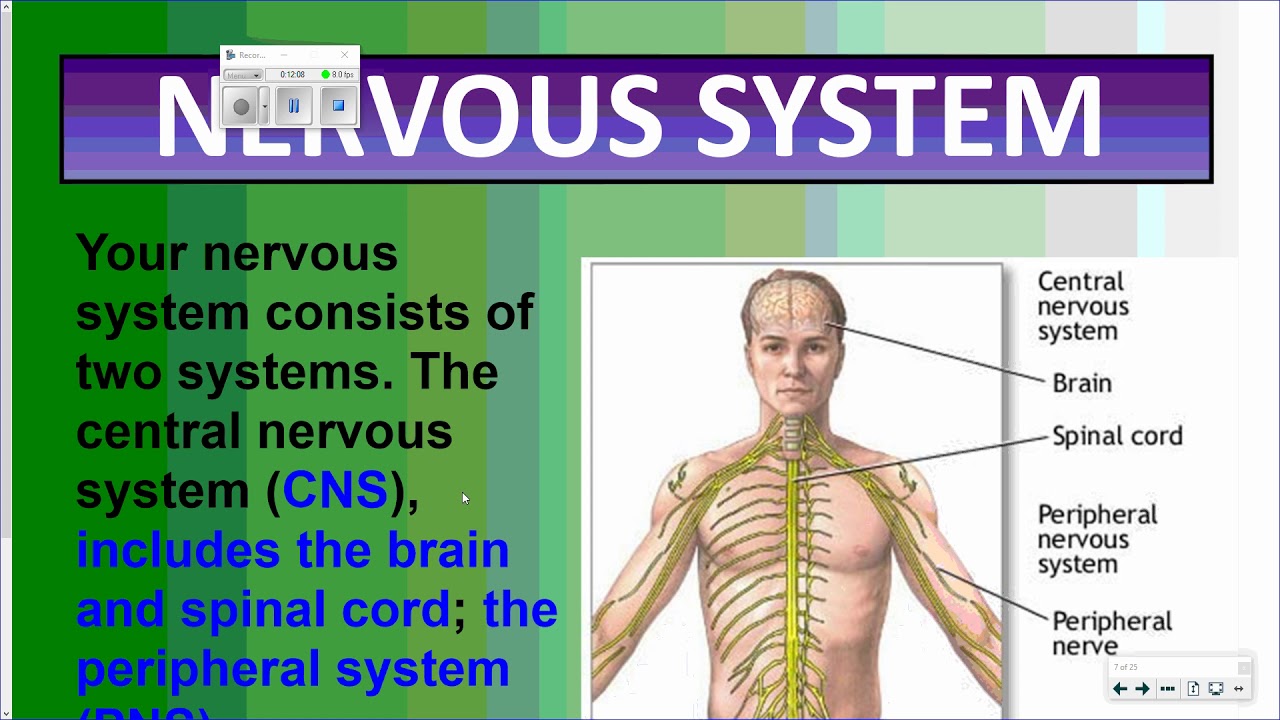 Nervous System Part 1 - YouTube
