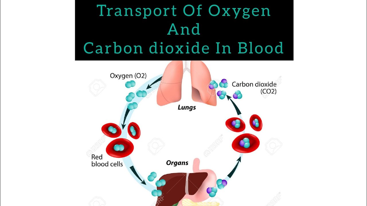 Transport Of Oxygen And Carbon Dioxide In Blood|Biology Class 12 ...