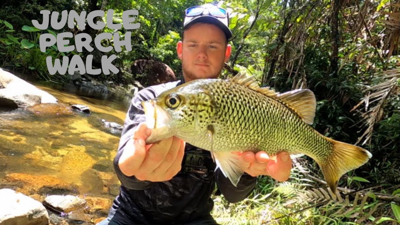 Far North Queensland Jungle Perch Walk (FIRST VLOG) - YouTube
