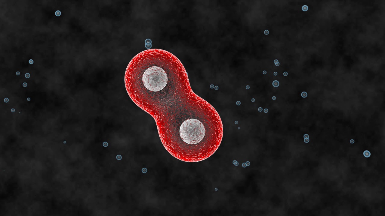 Cinema 4d Cell Modeling & Animation Example - YouTube