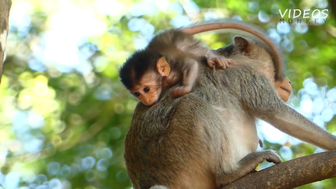 Ouch 🤔Angel and her baby monkey try to pick and eating lotus. - YouTube