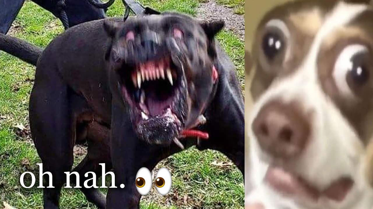 Why Dogs are the Biggest Menaces. - YouTube