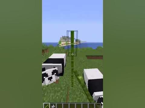 How to Breed Panda in Minecraft ?? For Basic Learners - YouTube