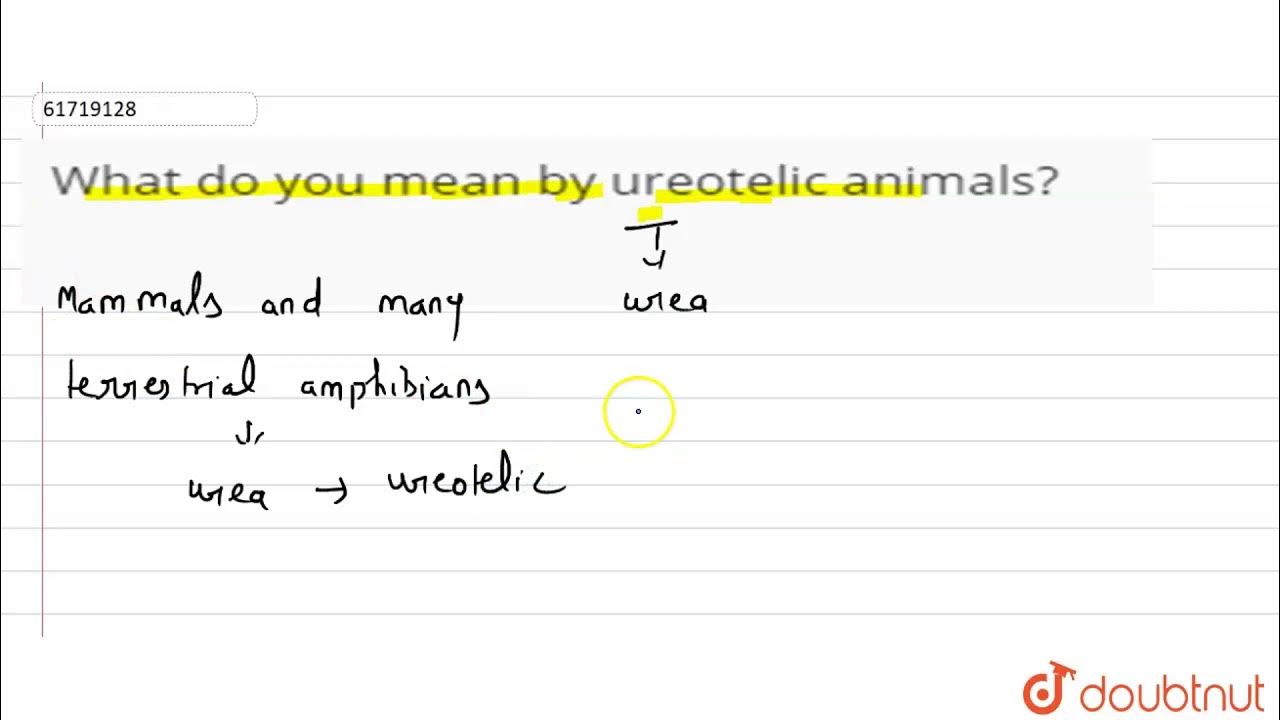 What do you mean by ureotelic animals? - YouTube