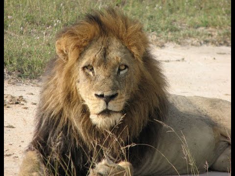 The Unforgettable.... Kinky Tail Mapogo (SHAKA) - YouTube