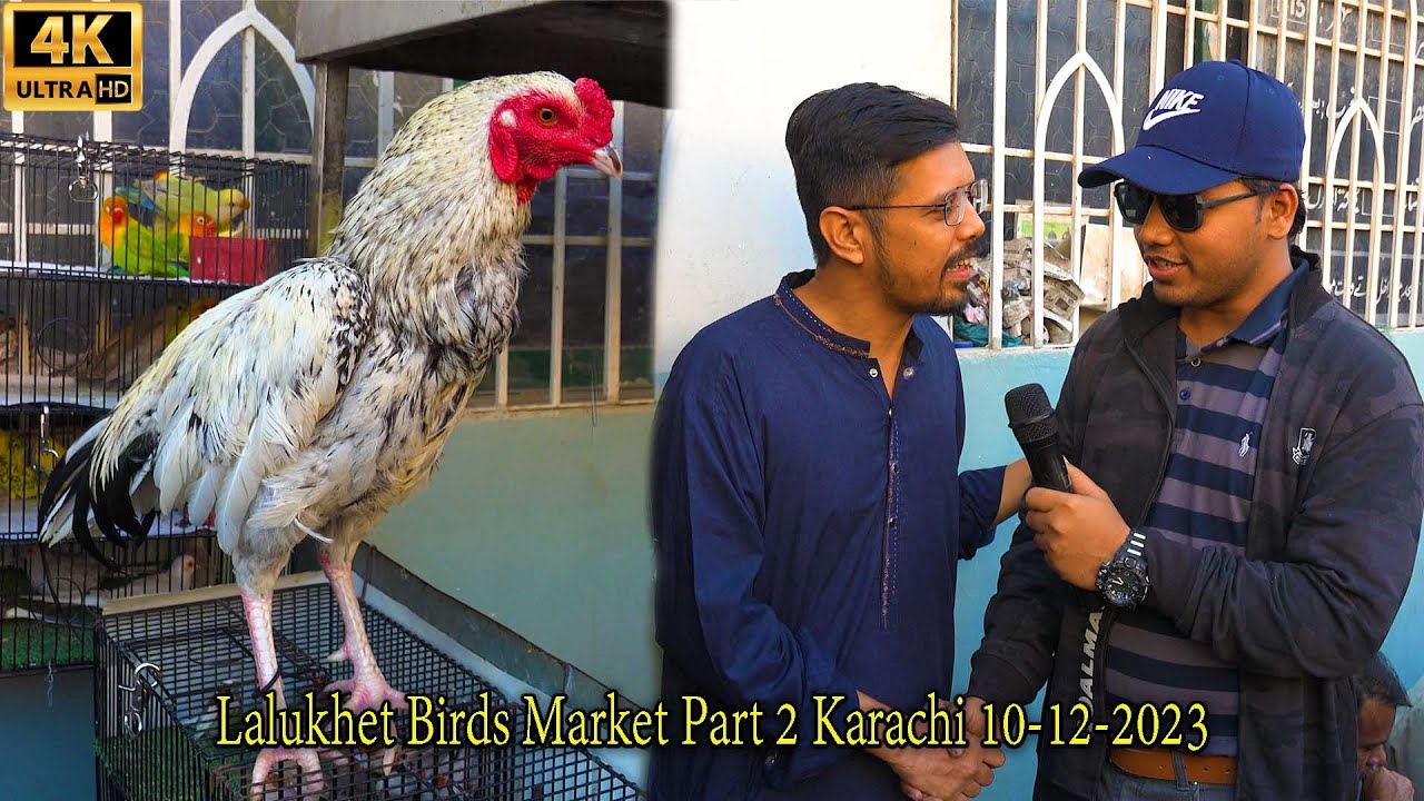 Lalukhet Birds Market 10-12-23 Karachi Part 2 | Unique and Rare Birds ...