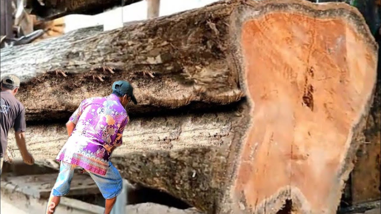 big teak roots are very hard like concrete owned by East Java ...