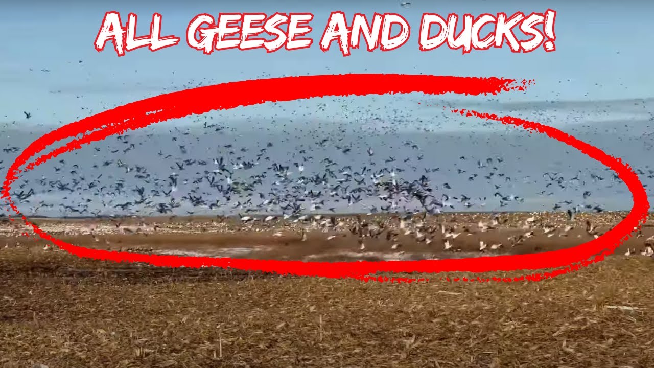 HAVE YOU EVER Seen More Birds?! Duck And Snow Goose Scouting! (South ...