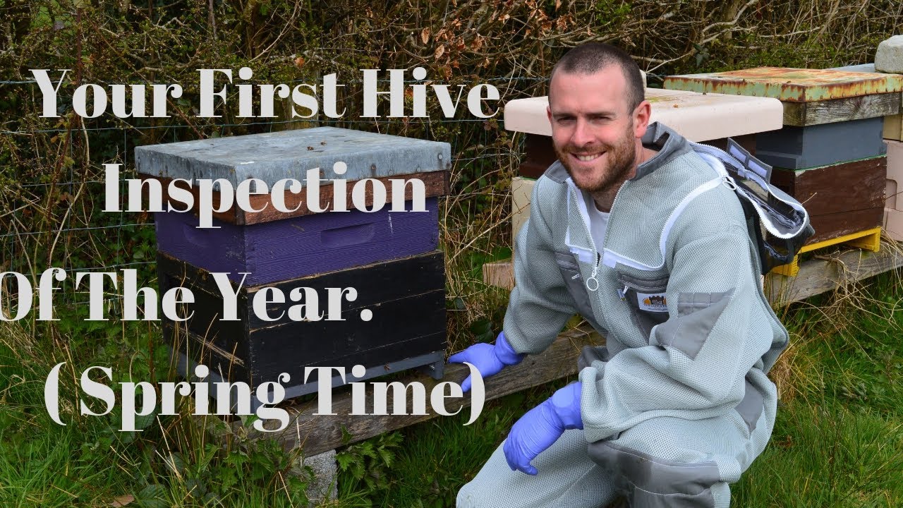 How To Do Your First Hive Inspection Of The Year. Beekeeping Management ...