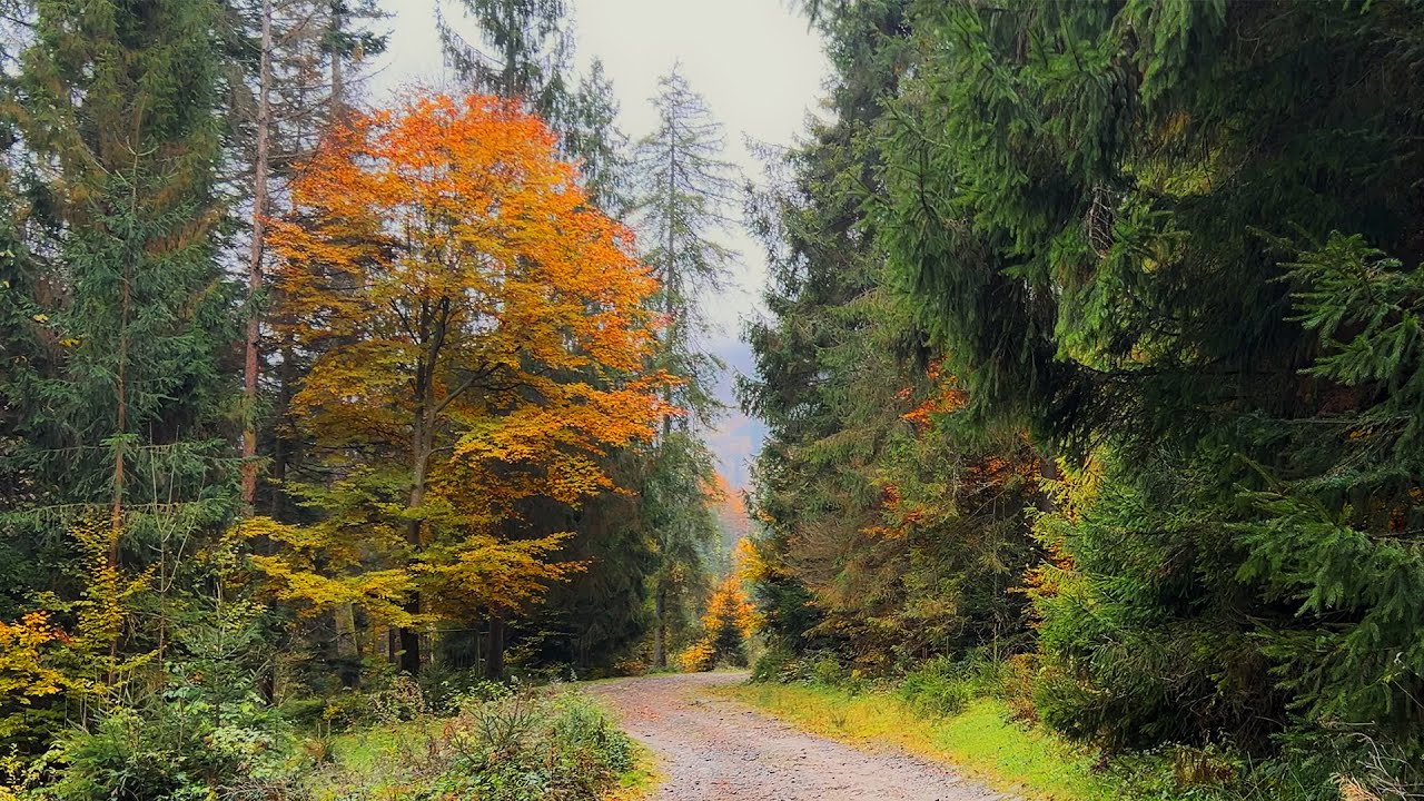 Virtual Hike Through the Fall Forest and Mountain Climb (4K) - YouTube