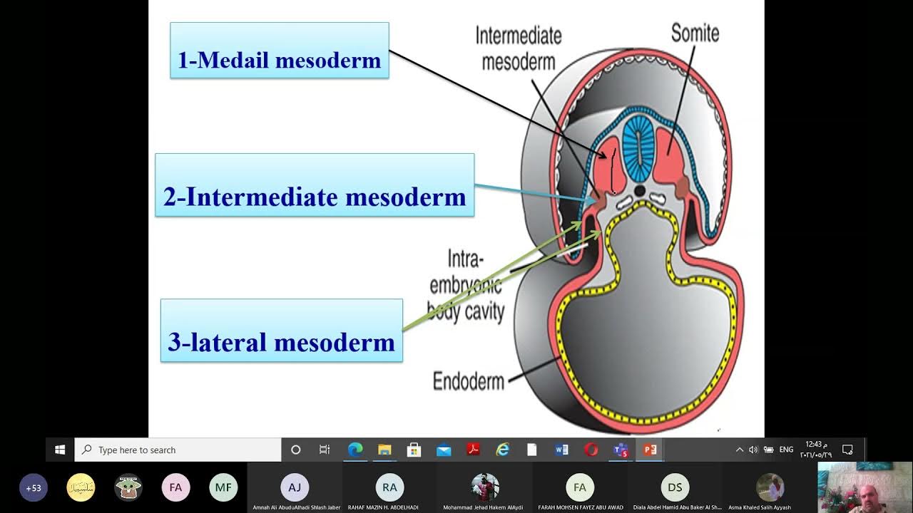 derivatives of medial and intermediate Mesoderm - YouTube