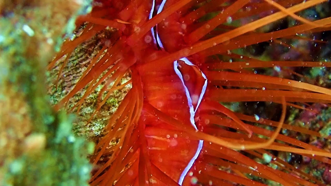 Weird MACRO Critter Muck Diving Highlights Video 5 Lembeh – 3rd Trip ...