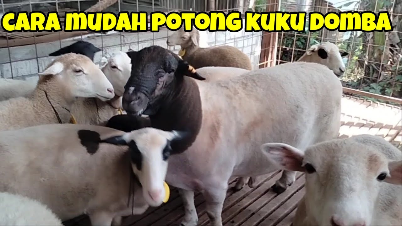 Cara Mudah Potong Kuku Domba - YouTube
